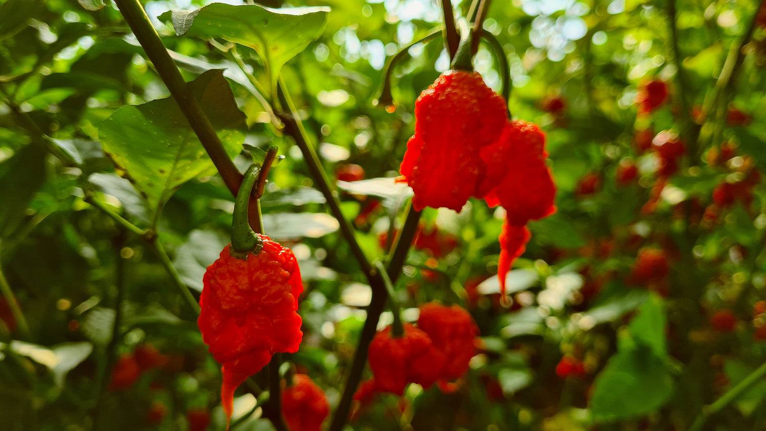 Chilli Gift Sets & Chilli Sauces online - Pembrokeshire Chilli Farm